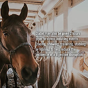Van Beek-Natural Science DiaGel for Equine - All Natural Horse Supplement to Help Maintain Digestive Health & Function - Oral Gel to Help Control Diarrhea - Natural Horse Products