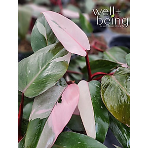 Nature's Way Farms Philodendron Pink Princess Live Plant (8-15 in. Tall) in Growers Pot