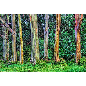 1-1000pcs Rainbow Eucalyptus Tree Seeds Indonesian Gum Mindanao Binacag Sarassa 0128 (25+ Seeds)