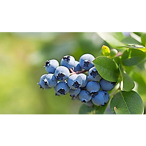 Jewel Blueberry Plants Live Sweet Berries Tree 5 to 7 Inches Ornaments Perennial Garden Simple to Grow Pot