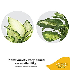 Costa Farms Dieffenbachia Live Indoor Plant, Easy to Grow Houseplant in Indoors Garden Planter Pot with Potting Soil, Grower's Choice, Birthday, New House Gift, Home and Room Decor, 12-14 Inches Tall