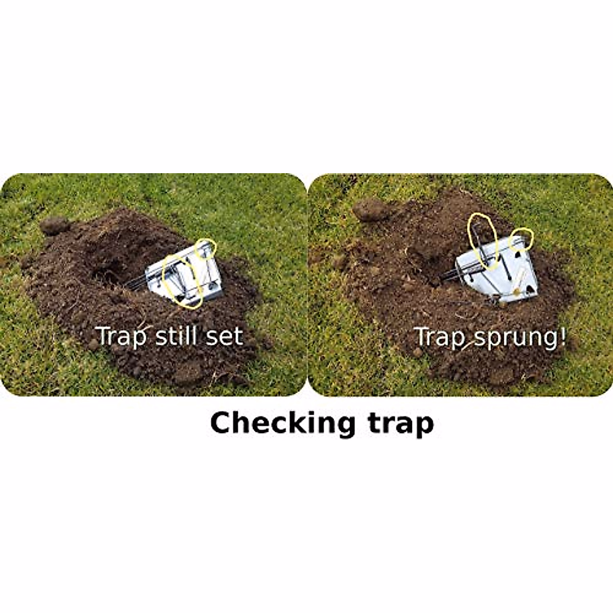 LASSO TRAP Gopher Trap (Pack of 2) Galvanized & Oil-Hardened Steel; Super Cost-Effective, Reusable, & Durable Animal Trap Best in The Lawn, Yard, Garden, Farm, & All Outdoor Settings w/Manual
