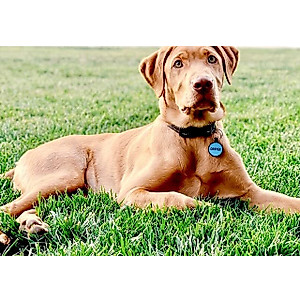 LYP Soundless Pet Tag - Deep Engraved Silicone – Double Sided and Engraving Will Last - Many Design Choices of Pet ID Tags, Dog Tags, Cat Tags (Blue, Circle)