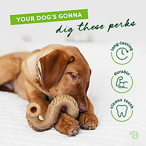 Benebone 2-Pack Wishbone/Dental Durable Dog Chew Toys & Tripe Bone Durable Dog Chew Toy for Aggressive Chewers, Real Tripe, Made in USA, Medium