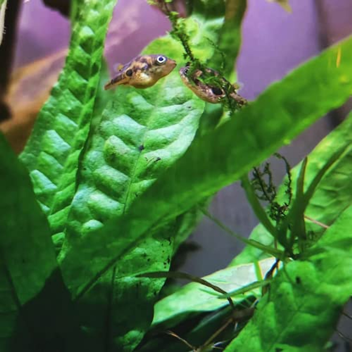 Mainam 3 Different Elodea Densa Amazon Sword Java Fern Tropical Freshwater Live Aquarium Plant Decorations 3 Days BUY2GET1FREE