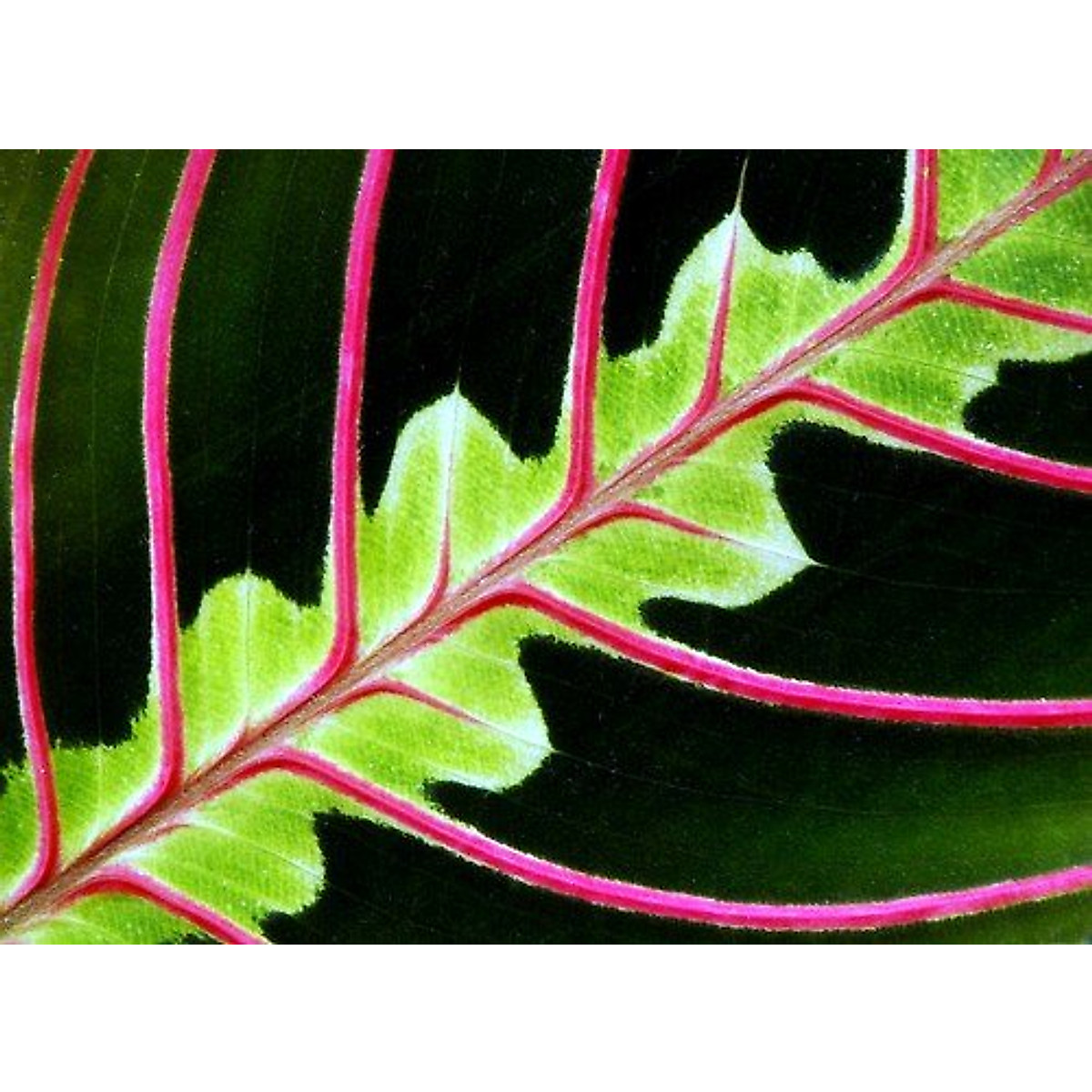 Hirt's Red Prayer Plant - Maranta - Easy to Grow House Plant - 4" Pot