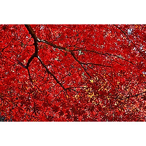 50+ Red Maple Seeds for Planting Outdoors - Heirloom Maple Tree Seeds (Acer rubrum) - Made in USA, Ships from Iowa