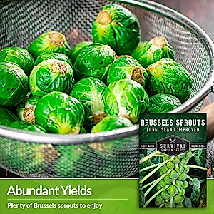 Survival Garden Seeds - Long Island Improved Brussels Sprouts for Planting - Packet with Instructions to Plant and Grow Delicious Sweet Sprouts in The Home Vegetable Garden - Non-GMO Heirloom Variety