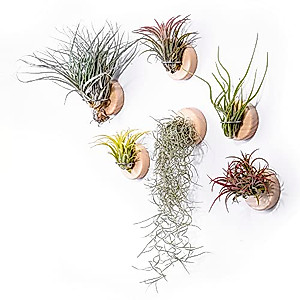 MITIME Air Plants Holders-Real Wood Live Air Plant Holders.Rustic Air Plant Stand,Wall-mounted to save space.(Plants not included)(Set of 6)