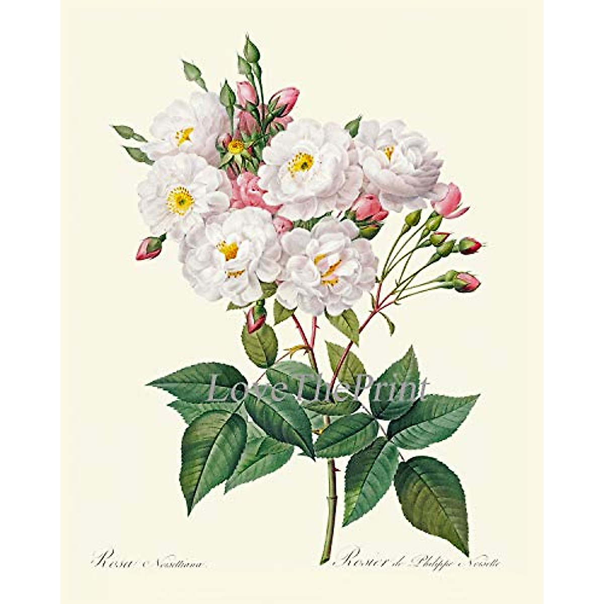 Botanical Pink White Roses Prints - Unframed - Beautiful Antique Illustration Wall Art Set of 2 Prints French Flowers Home Room Decor Small or Large Dining Room Bedroom Living Interior Design LRR