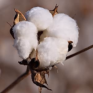 500/1000Ct 6'' Lint Free Long Cotton Swabs - Pure Cotton Tips Gun Cleaning Swabs with Durable Stem, Also fit Makeup, Pet Care, Electronic, Household- Case Package