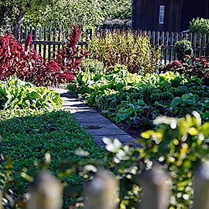 Organic Heirloom Vegetable Seeds Kit, 13 Varieties Packets|6000+ Seeds for Planting, Non-GMO, Spinach, Broccoli, Tomato, Lettuce, Pumpkin, Carrot, Beet, Squash, Peas, Cucumber, Arugula and More