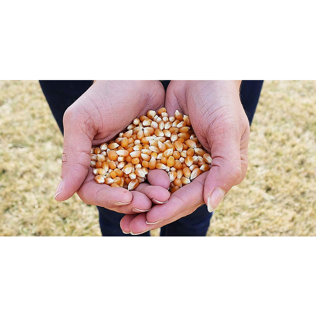 Preferred Popcorn Non-GMO Popcorn, 28 Ounce bag, Pack of 4, 30 Servings Per Bag