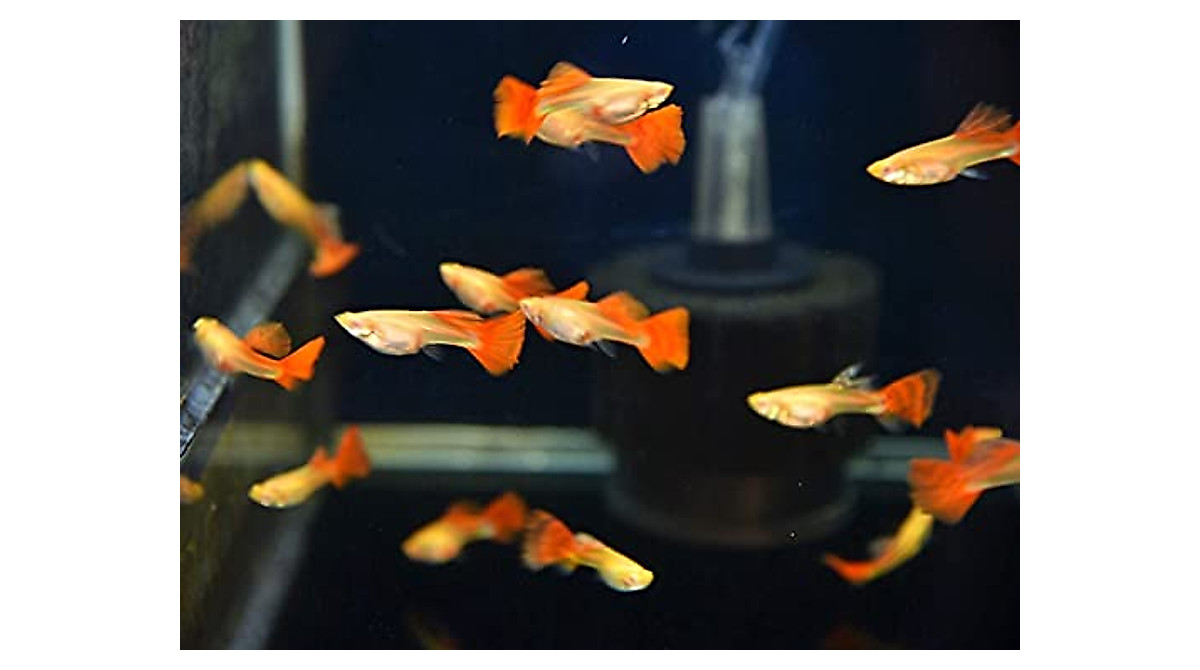 A.D.P. Fish Booster Bloodworm Honey Food – Faster Growth & Vibrant Colors