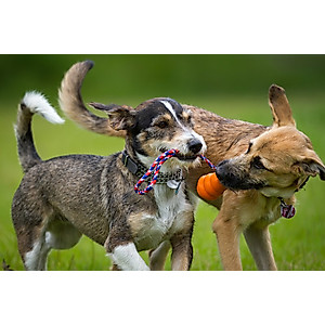 Dog Joint Supplements Soft Chews - Premium Hip and Joint Complex - Dog Treats - Healthy Formula - msm for Dogs - 120 Treats (1 Bottle)