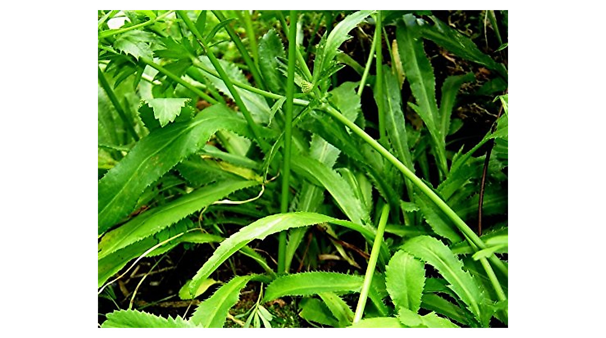 Buy Puerto Rican Recao & Thai Parsley Seeds - 200 High-Germination Herbs