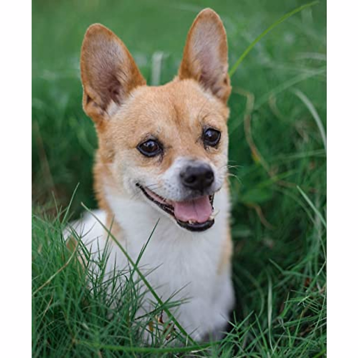 BELTHE Happy Valentines Day Garden Flag - Love Heart Valentine Day Outdoor Yard Decor - 12 x 18 Inches Double Side Polyester Garden Flag