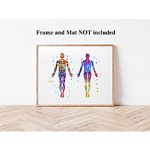 Dignovel Studios 8X10 Unframed Muscular System Human Body Anatomy Watercolor Art Print Poster Housewarming Wall Giclee Office Home Decor DN532