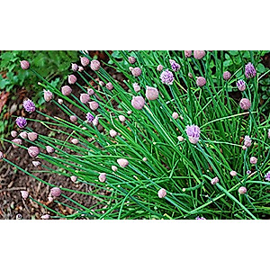 Chives Allium Schoenoprasum Wild Onion Wild Garlic Herb Garden Seeds for Planting About 100 Seeds