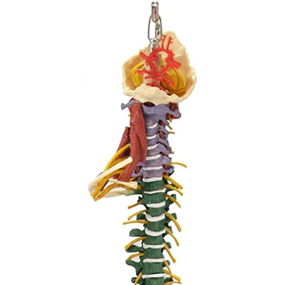 LHMYHHH Life Size Vertebral Column Model 85CM Anatomy Muscle Spine with Stand, with Spinal Nerves, Skull Base, and Pelvis for Teaching Tools