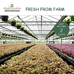 Pixies Gardens La Feliciana Peach Tree Plant Sweet and Tangy Yellow Flecked with Red Firm Flesh (3 Gallon Potted)