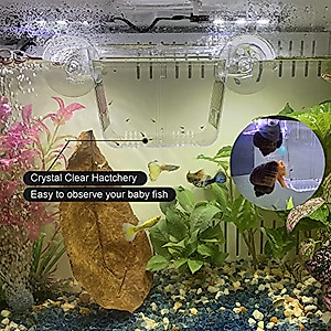 FVIEXE 4PCS Fish Breeder Box for Fish Tank, Acrylic Aquarium Fish Isolation Breeding Box with Suction Cups Acclimation Hatchery Incubator for Baby Fishes Guppy Shrimp Clownfish Betta, Medium Size