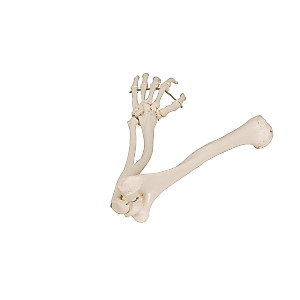 3B Scientific A45 Arm Skeleton - 3B Smart Anatomy