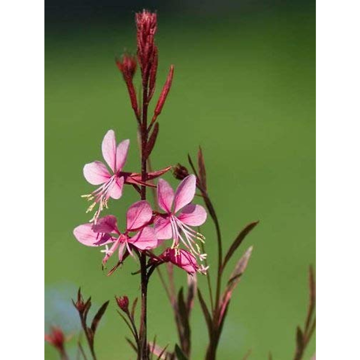 100 Pink GAURA Whirling Butterflies Gaura Lindheimeri Flower Seeds
