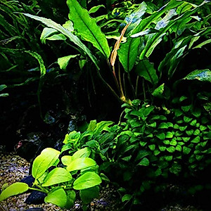 Planterest – Anubias Nana Golden Potted Easy Live Aquarium Plant Decorations BUY2GET1FREE