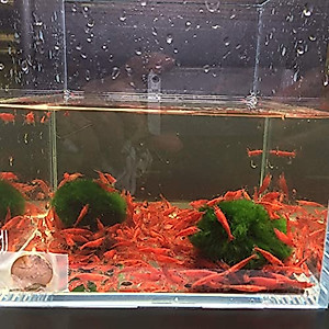 Aqua Huna Red Cherry Shrimp (Grade A) - 10 Pack