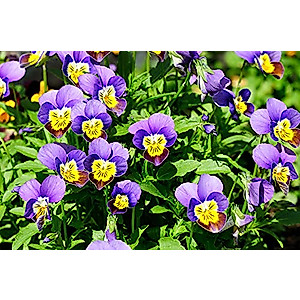 Helen Mount Johnny Jump Up Viola Flower Seeds, 500+ Seeds Per Packet, (Isla's Garden Seeds), Non GMO & Heirloom Seeds, Botanical Name: Viola cornuta, Viola Tricolor, Great Home Garden Gift