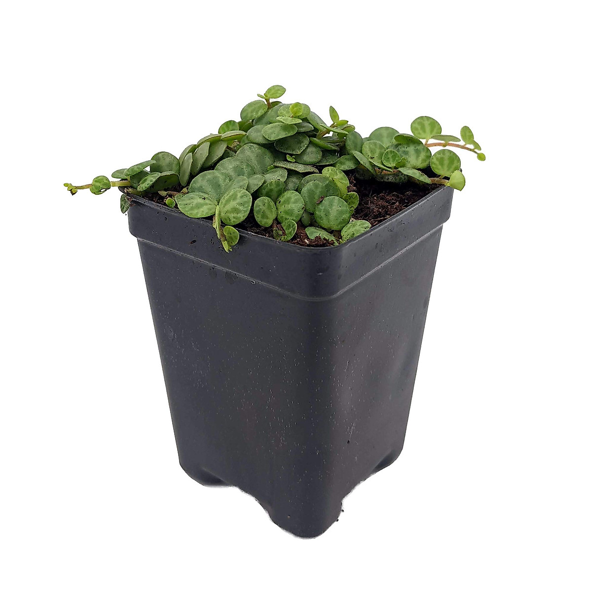 String of Hearts/Turtles/Peace Sign/Cross - Peperomia prostrata- 2.5" Pot