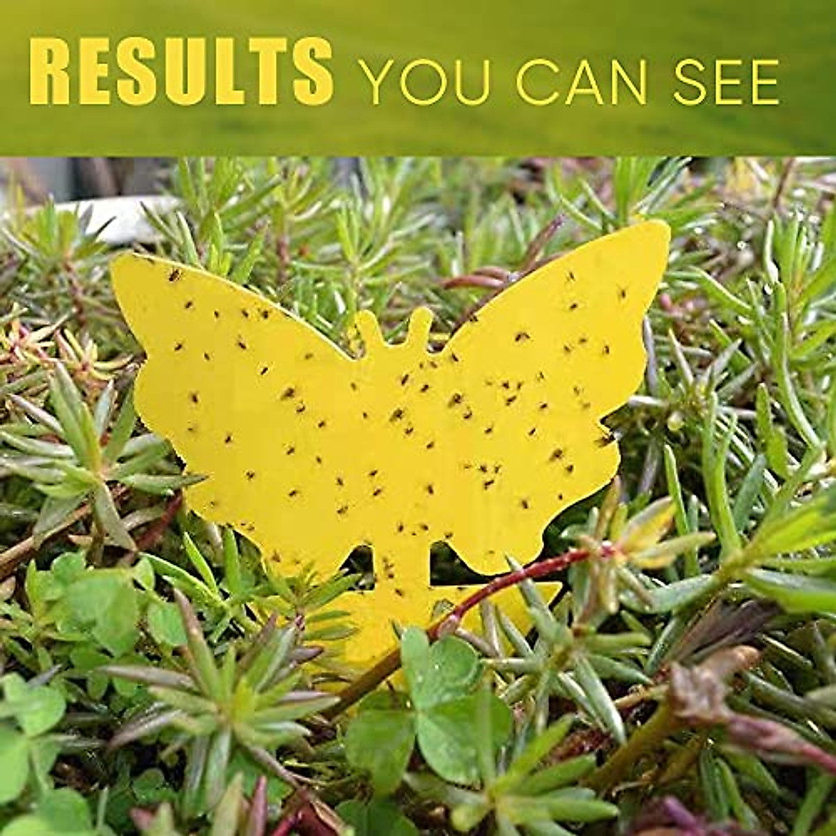 36 Pack Fungus Gnat Traps for House Plants, Yellow Sticky Traps for Indoor Outdoor Use to Get Rid of Whitefly Mosquitoes Fungus Gnats Thrips Leafminer Flying Insects Protect Your Plants