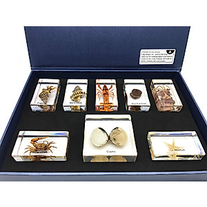 8 PCS Marine Animals Specimens Taxidermy Paperweights for Science Classroom Education