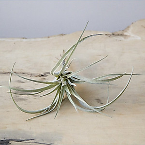 CHIVE Artificial Air Plants — Bulk Set of 5, Large — Ultra Realistic Fake Tillandsia Bromeliad Plants — Decorative Faux Succulents for Home & Office Decor — No Care Needed!