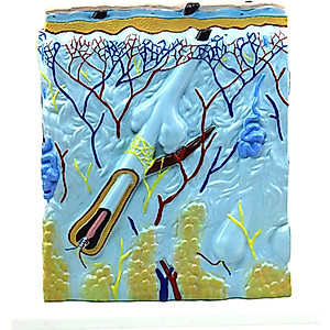 BAWHO Human Skin Tissue Structure Model, 105 Times Magnified Cross-sectional Model of Human Skin for Science Classroom Study Display