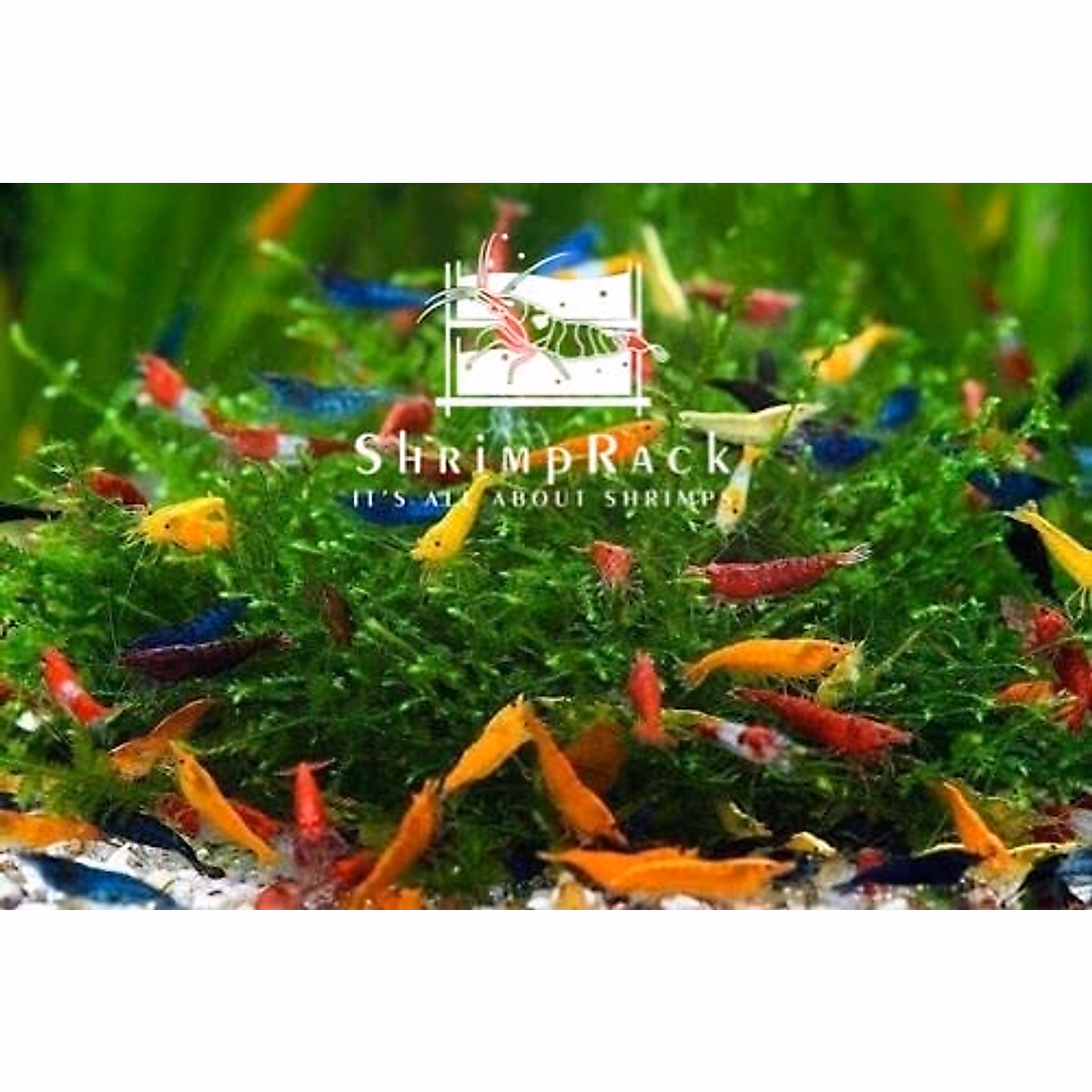 ShrimpRack™ 20 Mixed Color Neocaridina Shrimp Skittles Live Freshwater Aquarium Shrimps Beeding Age Young Adults 1/2-1 inch Long. Live Arrival Guarantee.