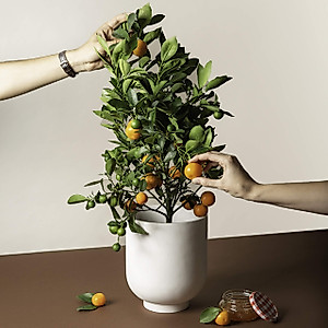 Calamondin Citrus Plant NO Shipping to CA, AZ, or TX