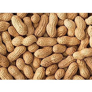 Peanut Seeds - Virginia Jumbo - Organic - 20+ Seeds - Glasgow's Goods