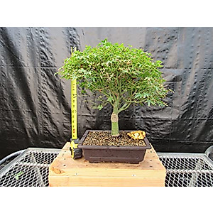 48 Year Old Dwarf Japanese Maple Bonsai Tree