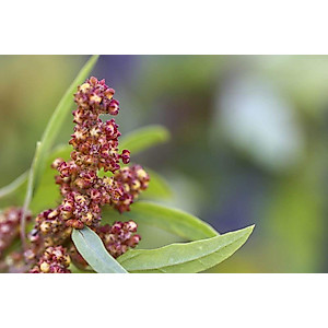 Food to Live Organic Tri-Color Quinoa, 3 Pounds — Non-GMO, Blend of White, Black, and Red Quinoa, Whole Grain, Non-Irradiated, Kosher, Vegan, Sproutable, Sirtfood, Bulk. Source of Fiber, Protein