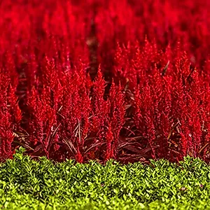 Outsidepride Celosia Scarlet Plume Plant, Feathery Amaranth Garden or House Plant Flower - 1000 Seeds