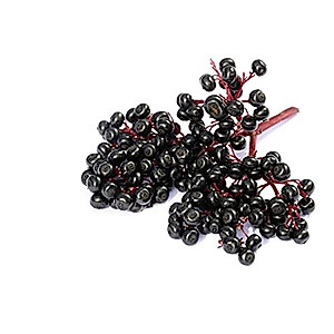 Gaea's Blessing Seeds - Elderberry Seeds - American Black Elderberry Heirloom - Non-GMO Seeds with Easy to Follow Planting Instructions - 90% Germination Rate