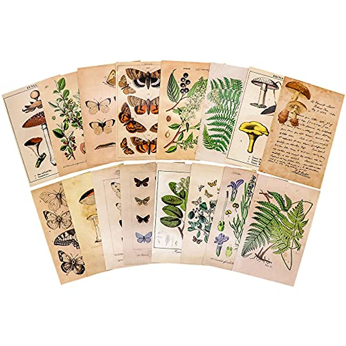 Knaid Vintage Style Postcard Set, Pack of 30 Botanical Plants Butterfly Mushroom Leaves Fruits Retro Postcards