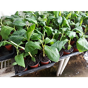 1 Starter Plant of Dwarf Cavendish Banana Tree