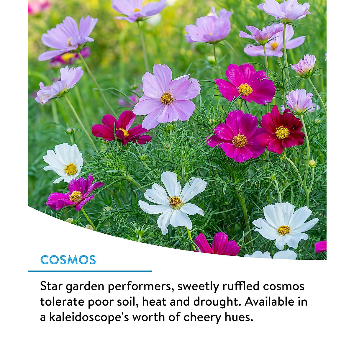 Burpee Wildflower 25,000 Bulk, 1 Bag 18 Varieties of Non-GMO Flower Seeds for Hummingbirds and Butterflies