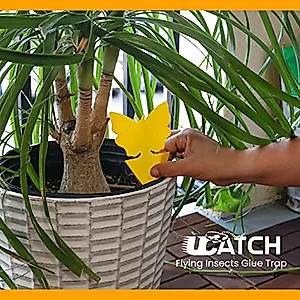 UCatch Gnat Sticky Traps for Plants - Effective Gnat Traps for House Indoor and Outdoor Garden with Super Sticky Adhesive | Yellow Fruit Fly Trap for Mosquitos, Black Flies, Fungus Gnats | 2 X 21