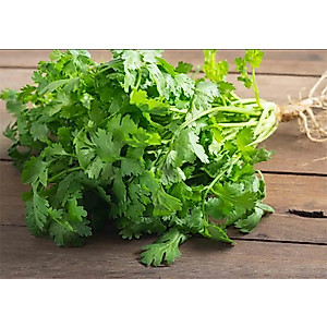 800+ Coriander Seeds for Planting Herb Seeds Collection for Your Indoor Herb Garden