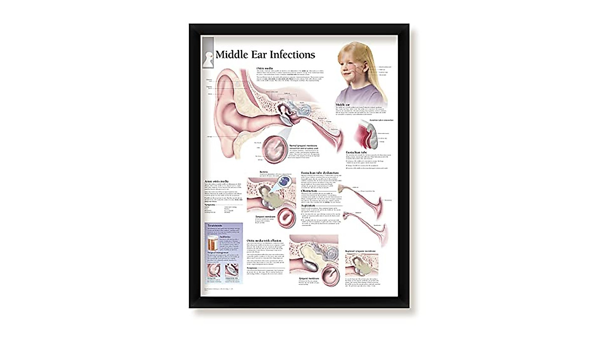 Framed Medical Posters Set - Ear, Nose & Throat