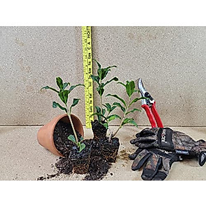 ( 1 ) - Orange Flowering Fragrant Tea Olive - Starter Plant ( SM ) ( 1 Plant )